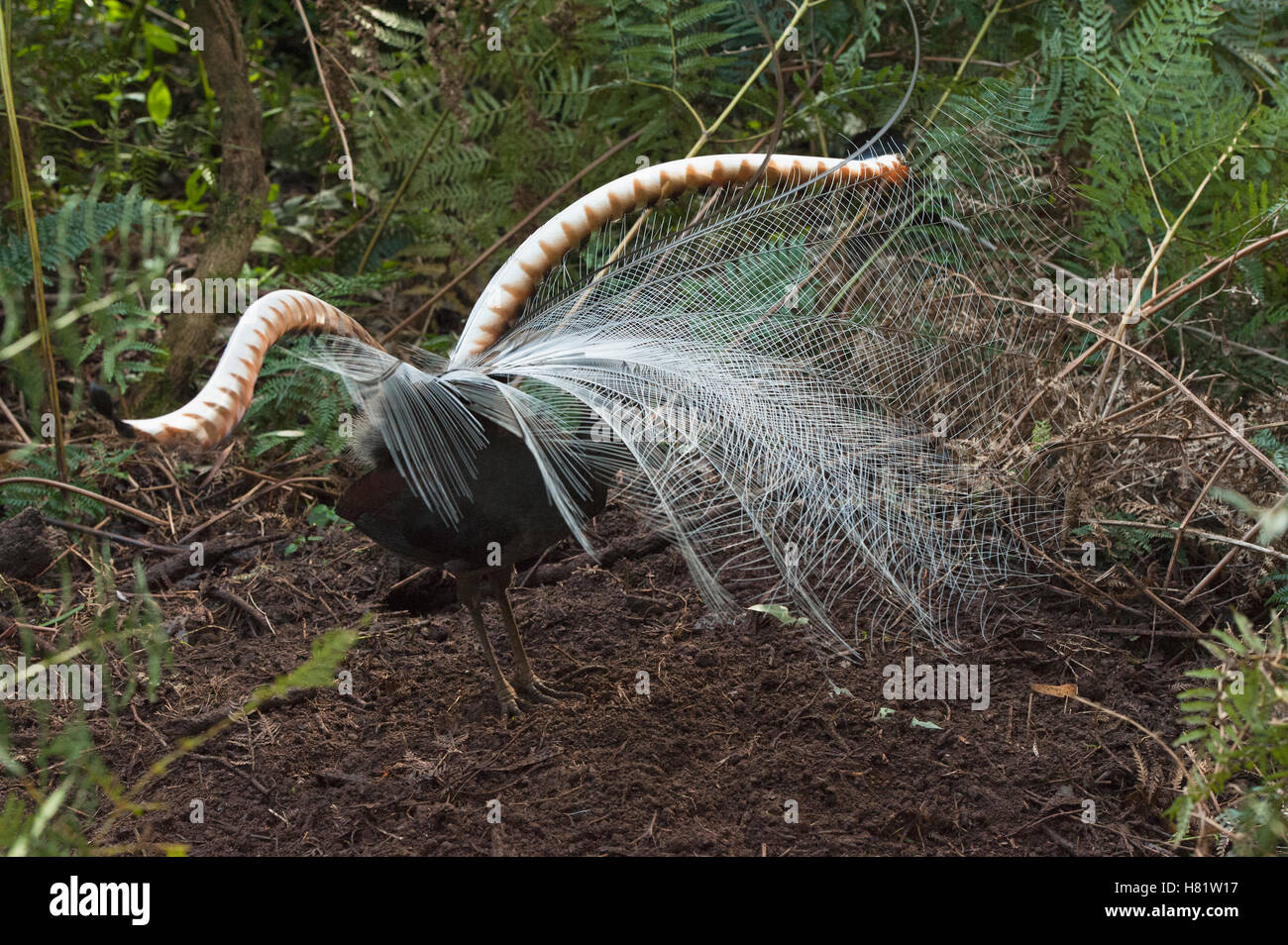 Lyrebird male hi-res stock photography and images - Alamy
