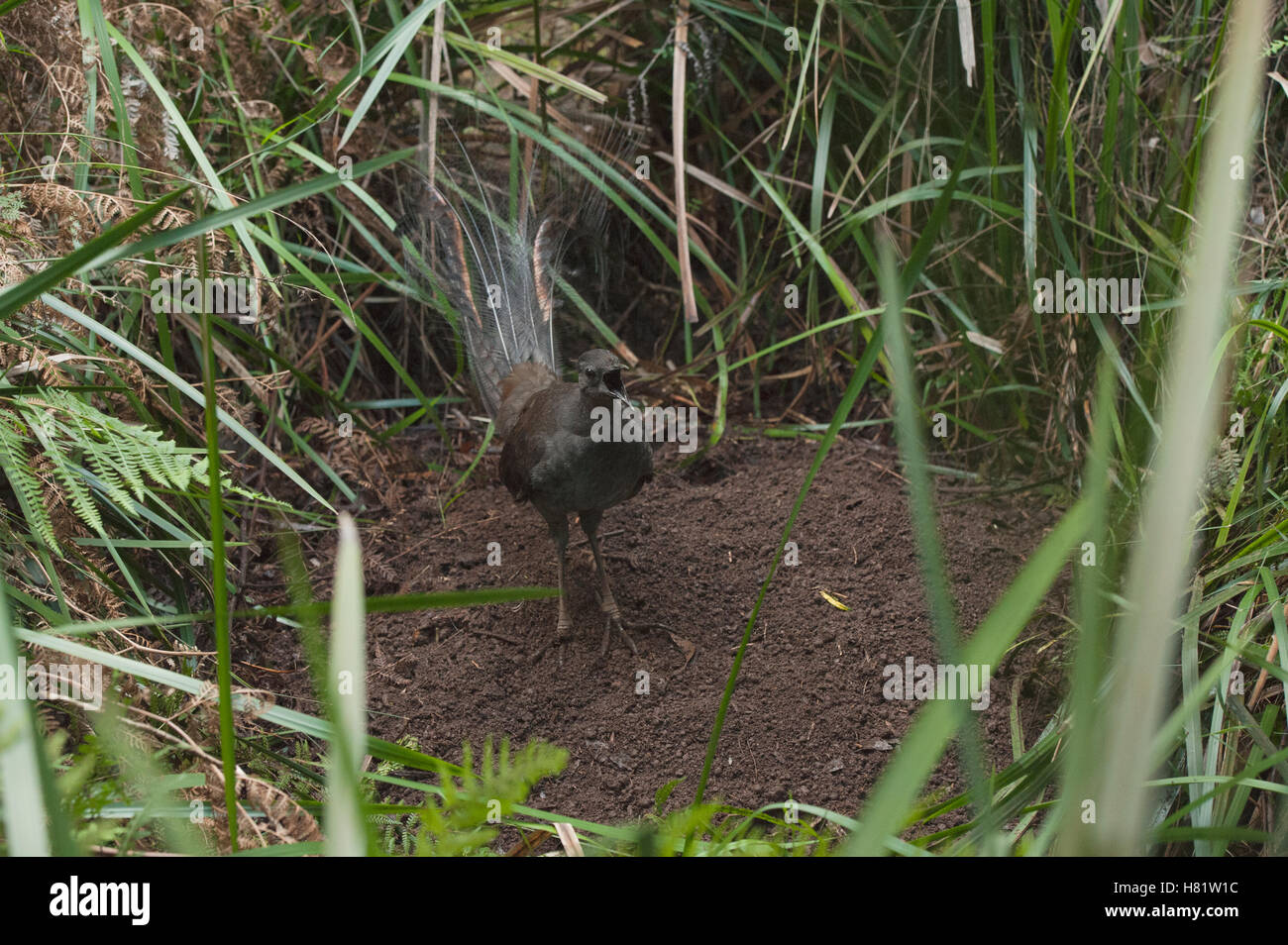 Superb Lyrebird (Menura novaehollandiae) male singing on display mound ...