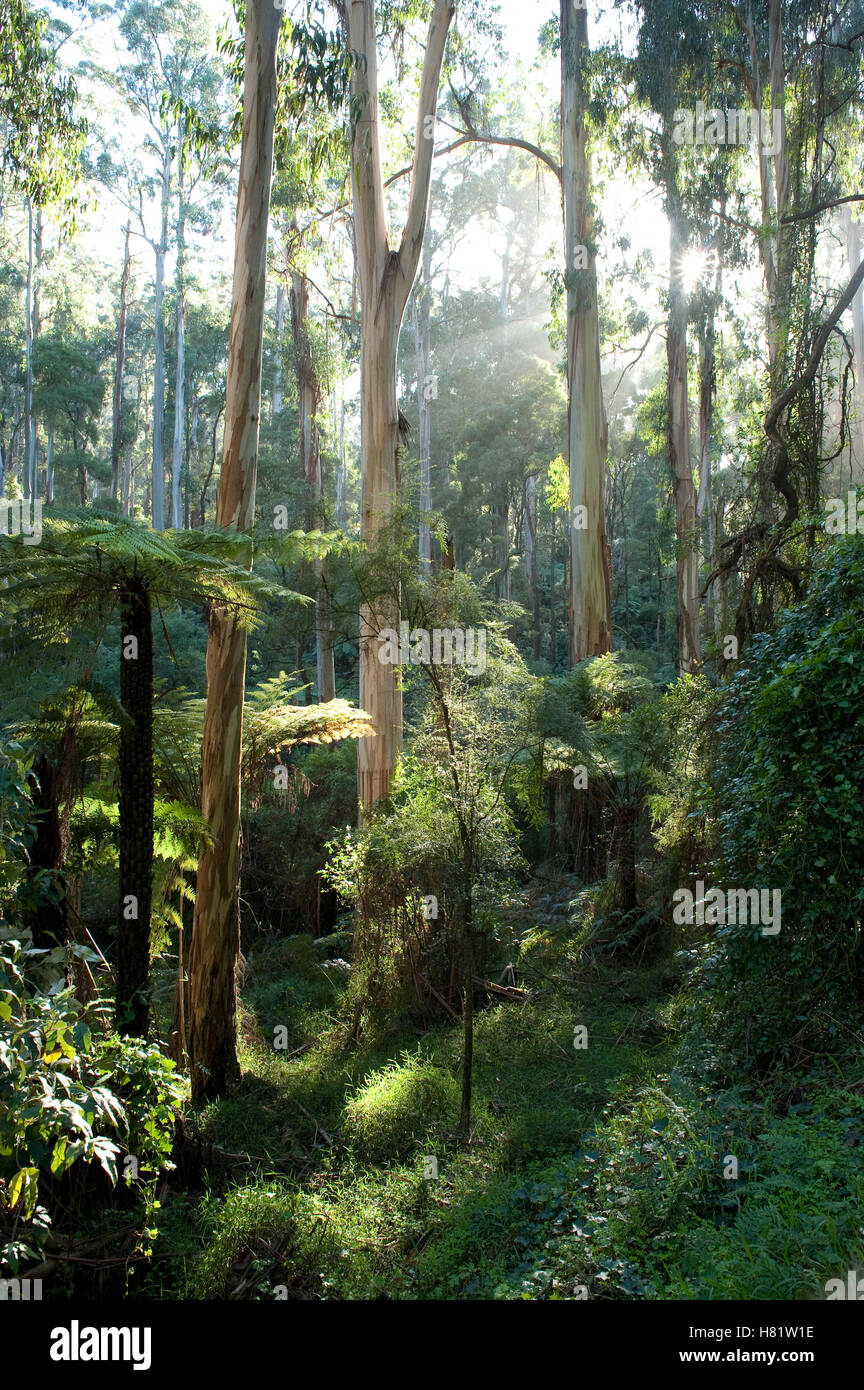 Mountain-ash (Eucalyptus regnans) forest providing ideal habitat for ...
