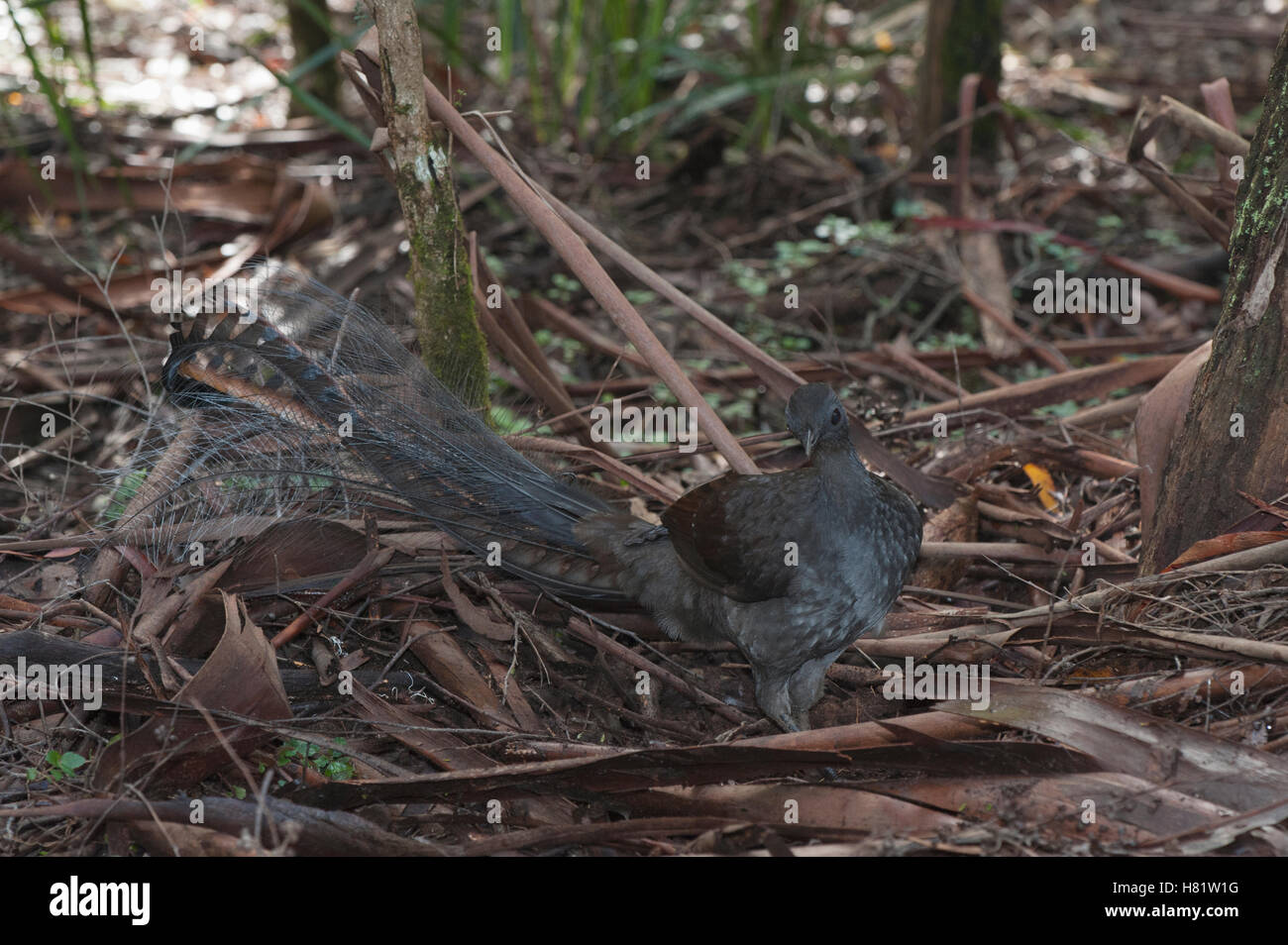 Superb Lyrebird (Menura novaehollandiae) male turning over leaf litter ...