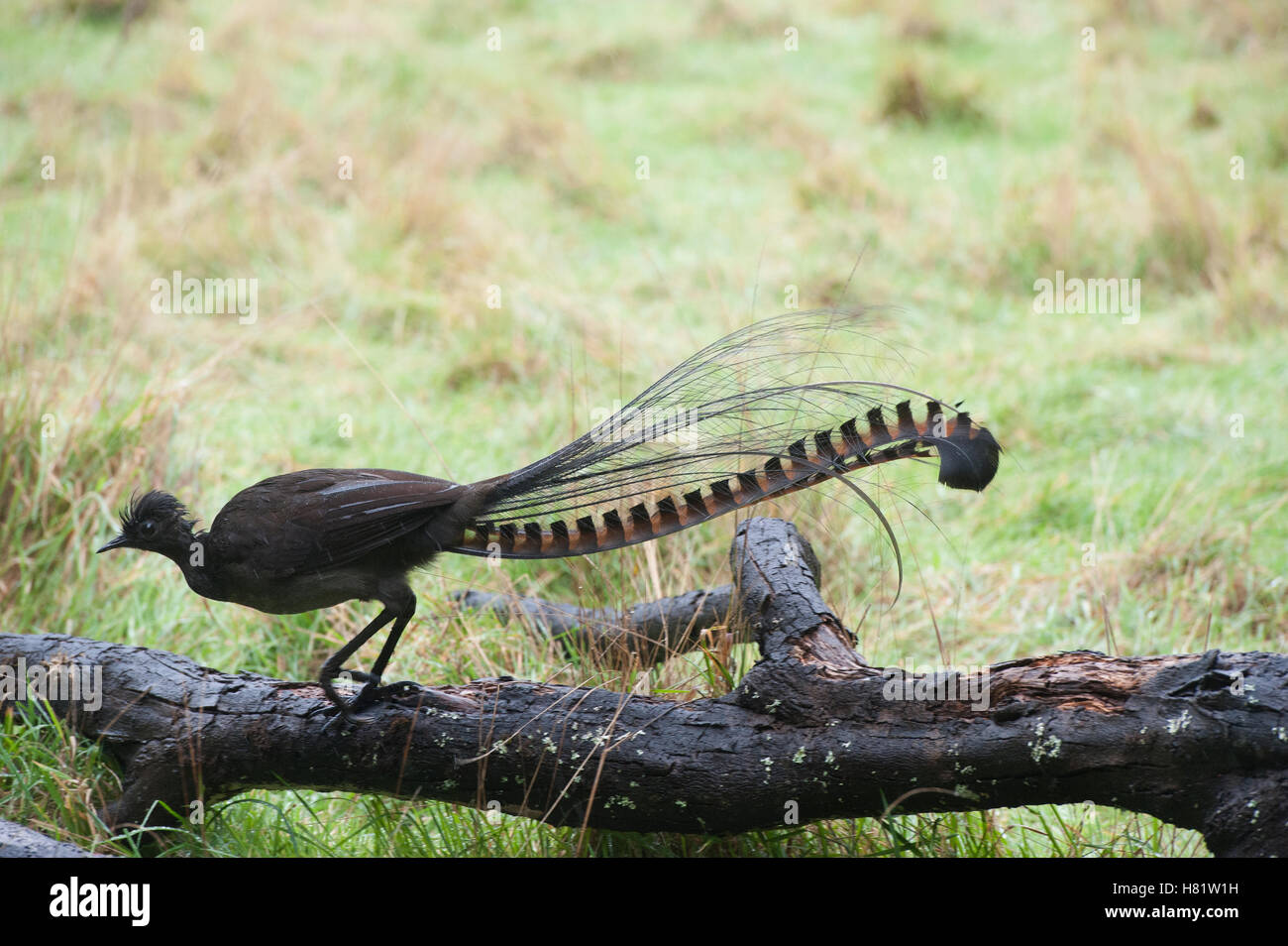 Superb Lyrebird (Menura novaehollandiae) male running along log ...