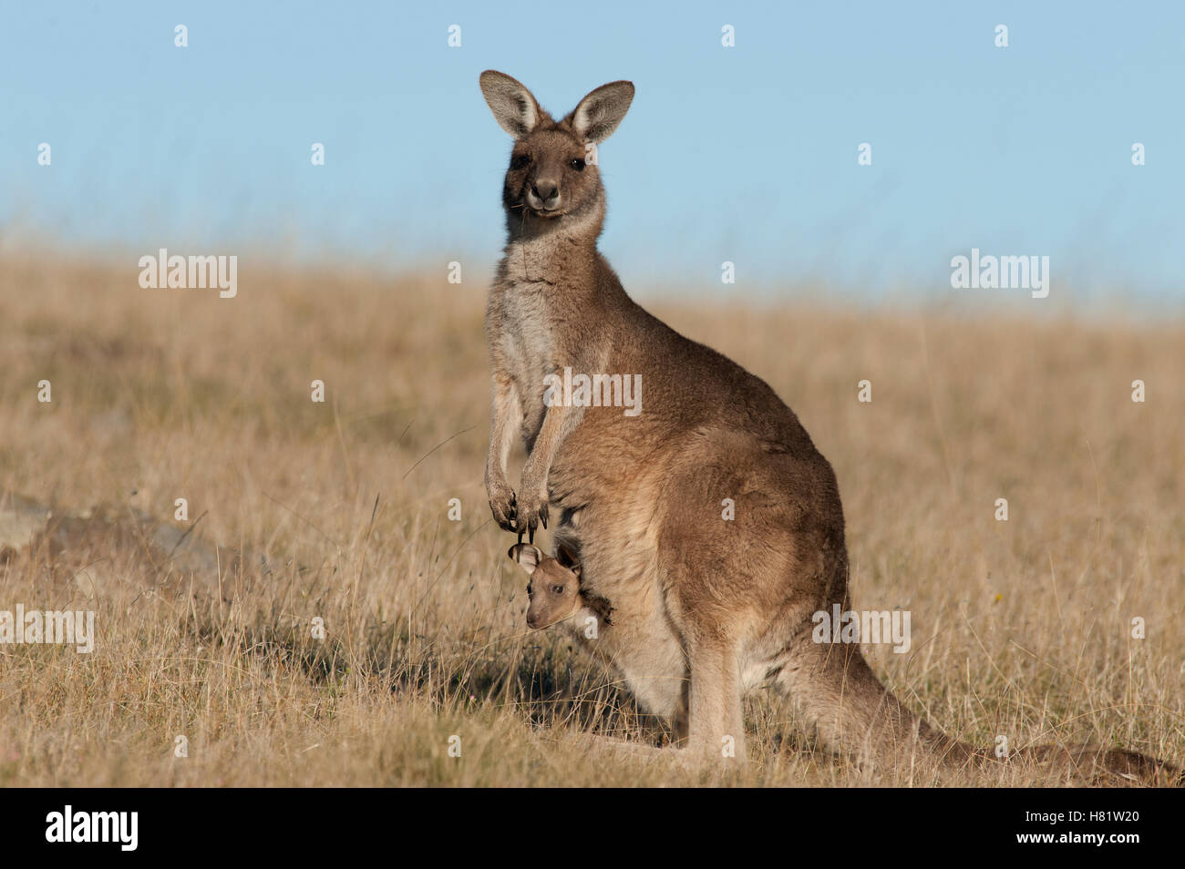 Eastern Grey Kangaroo (Macropus giganteus) female with joey in pouch ...