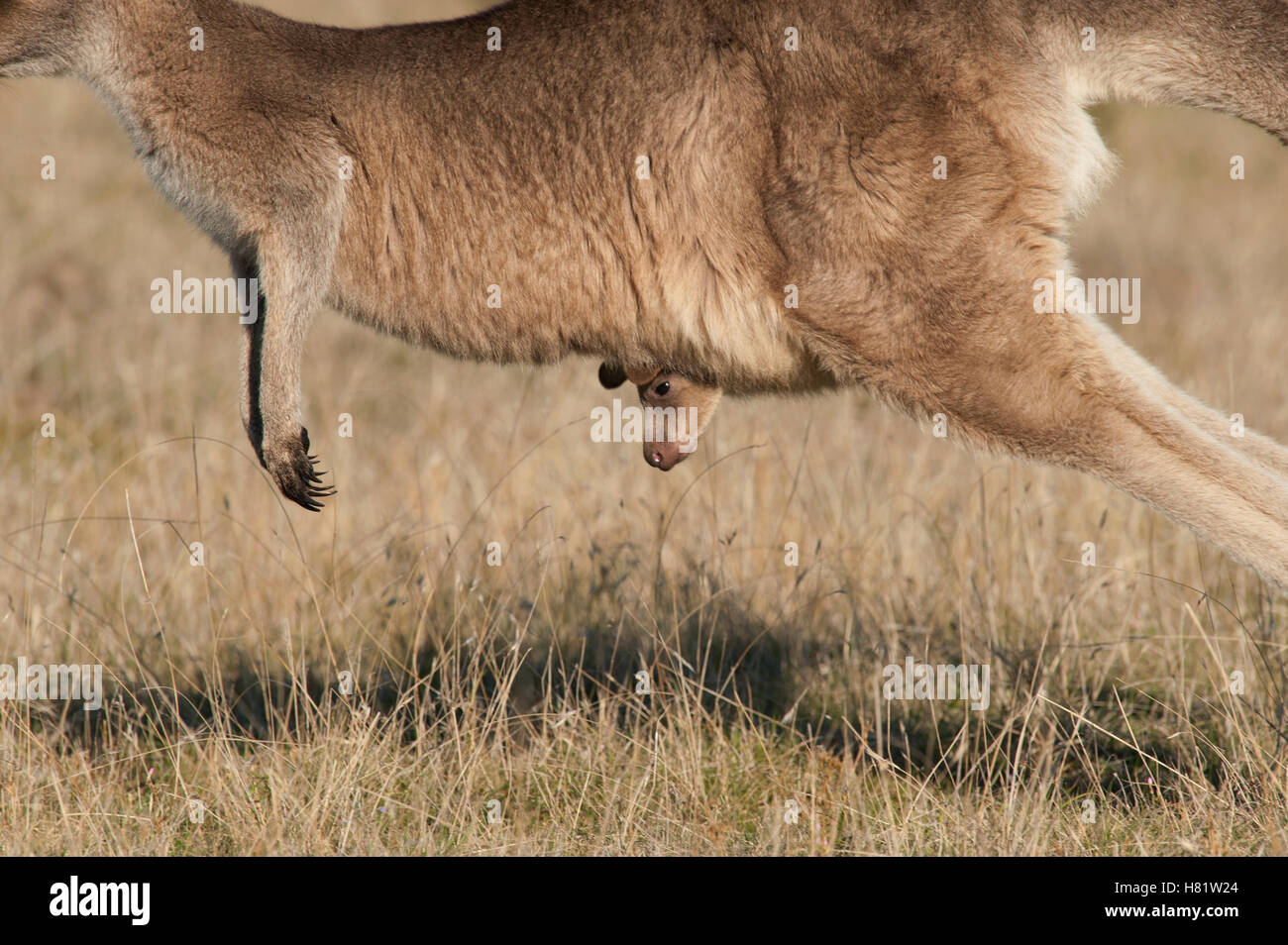 Eastern Grey Kangaroo (Macropus giganteus) female hopping with joey in her pouch, Maria Island ...