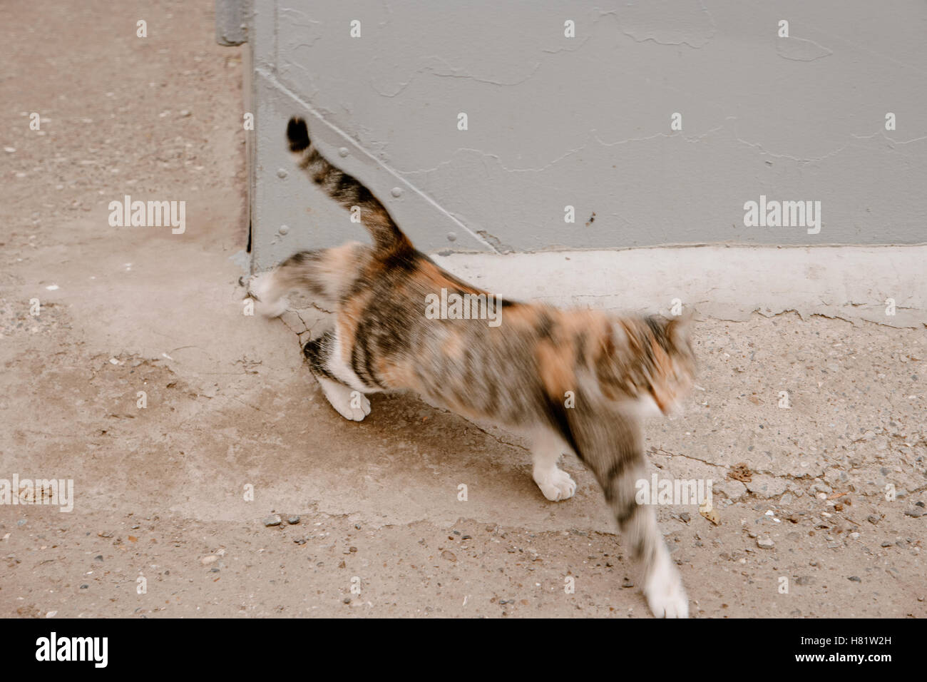 Cat stretch oneself blurred, cute funny cat full body shot, young ...