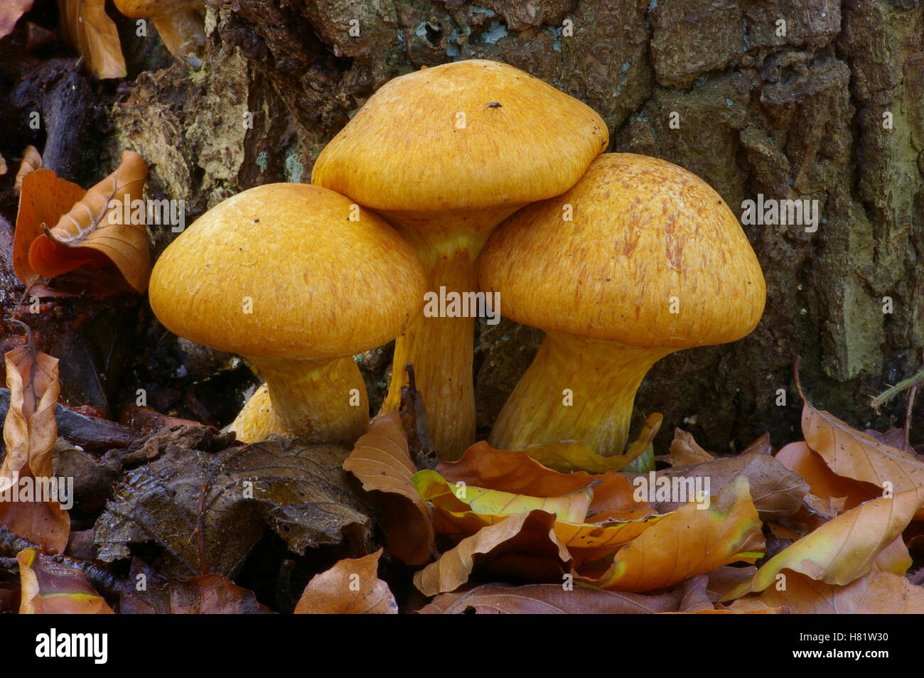 Laughing Jim (Gymnopilus junonius) mushroom, Clinge, Netherlands Stock ...