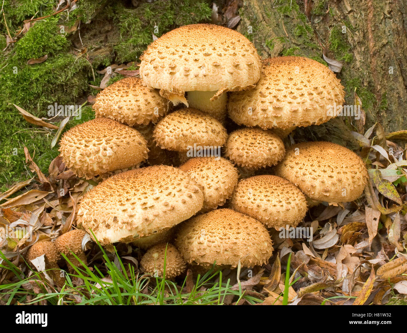 Shaggy Pholiota (Pholiota squarrosa) mushroom at base of a Willow ...