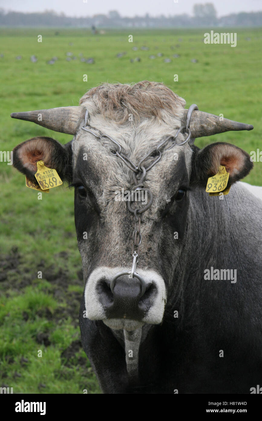 Domestic Cattle (Bos taurus) bull in meadow, Strijen, Netherlands Stock ...