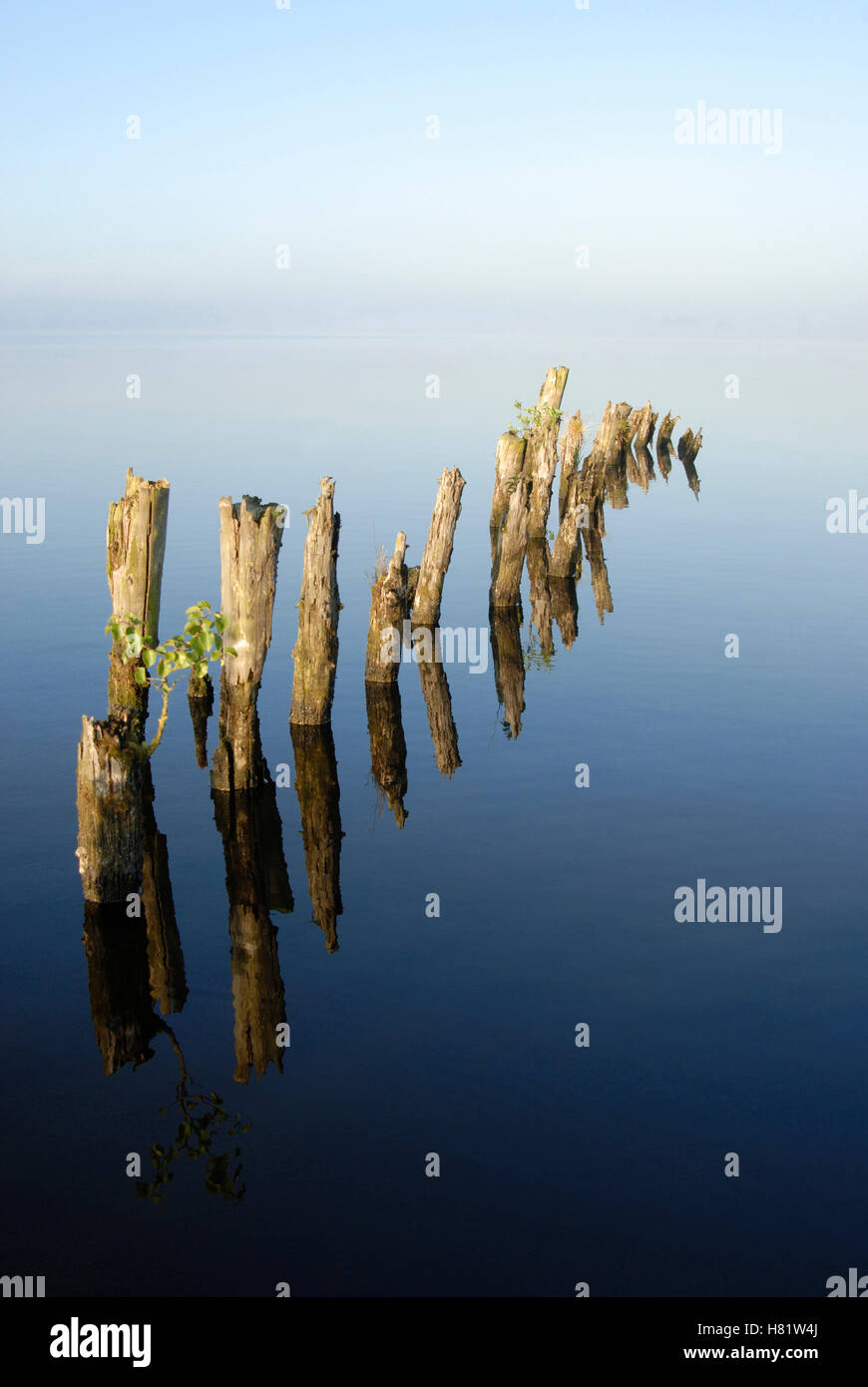 Wooden pier pilings, Sint Jansklooster, Netherlands Stock Photo - Alamy