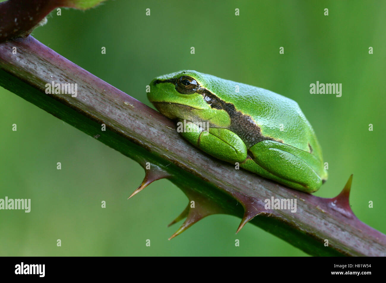 European Tree Frog (Hyla arborea) on Bramble (Rubus sp) bush ...