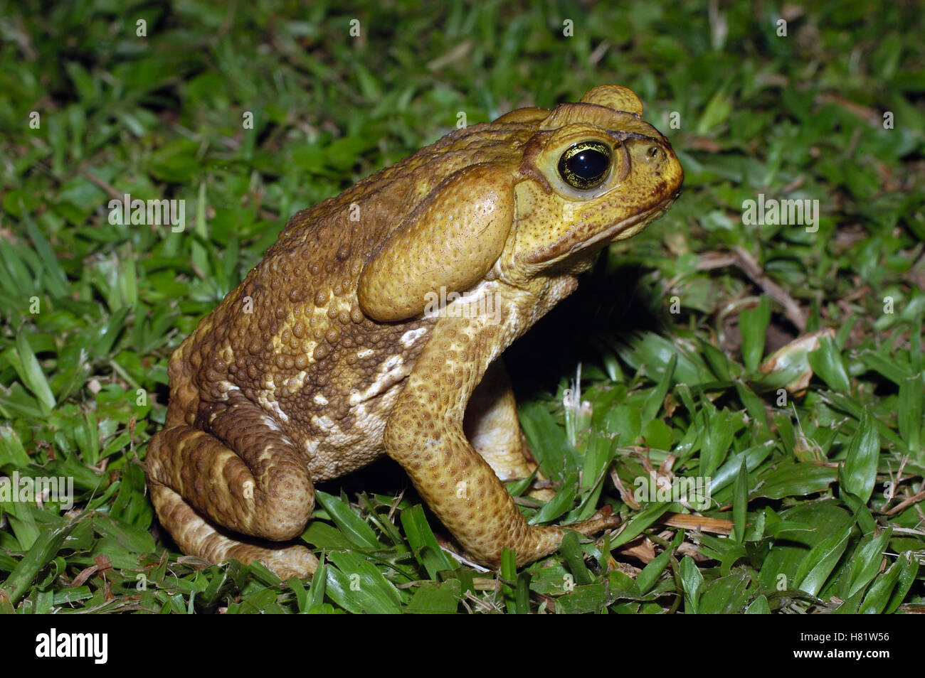 Cane Toad (Bufo marinus), Rio de Janeiro, Brazil Stock Photo - Alamy