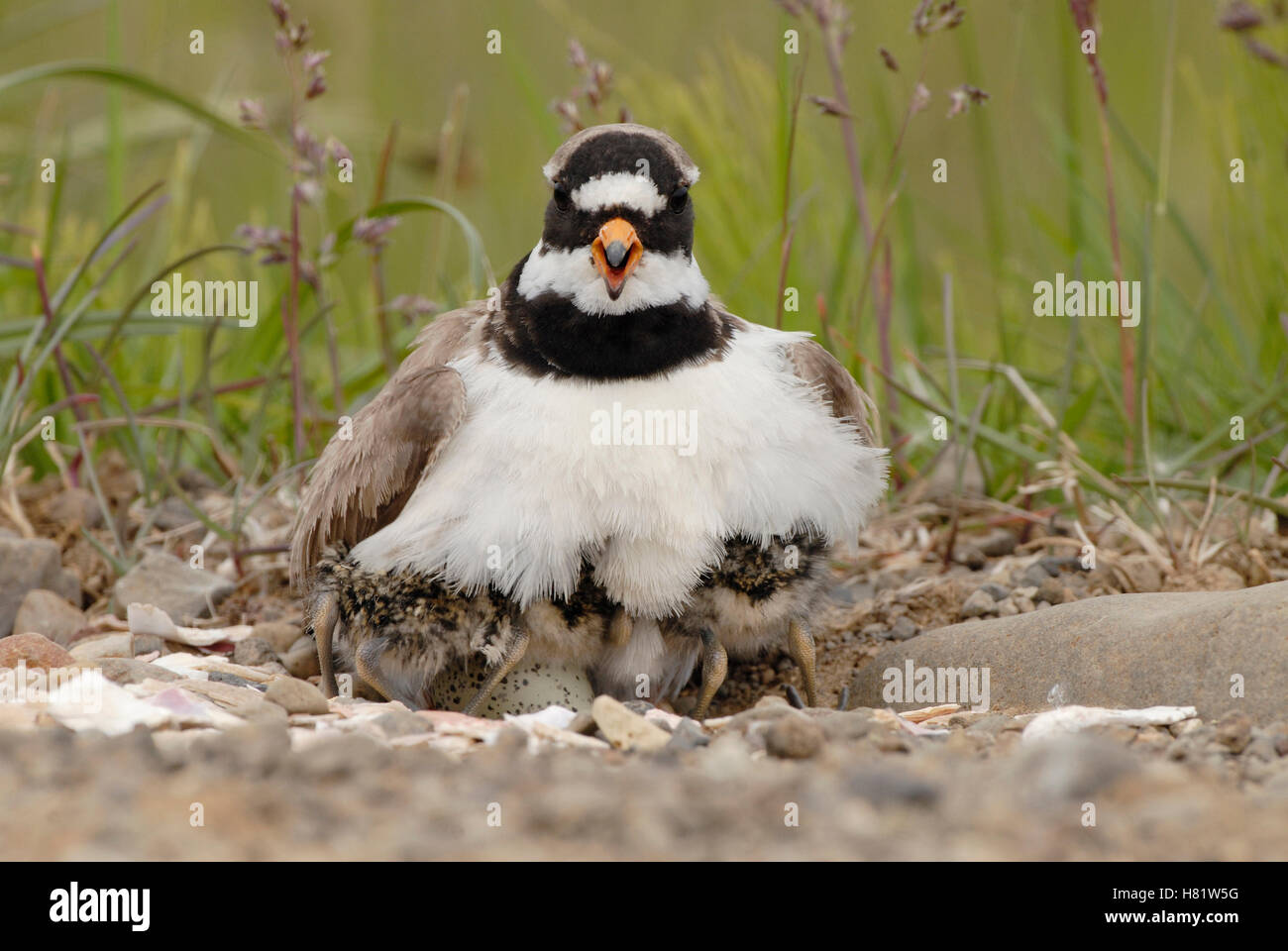 Common Ringed Plover (Charadrius hiaticula) male with chicks ...