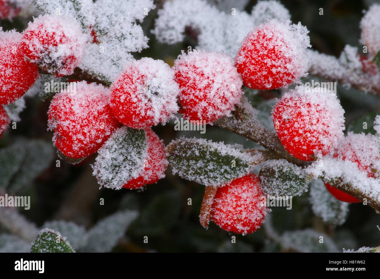 Cotoneaster (Cotoneaster sp) berries covered in frost, Middelburg ...