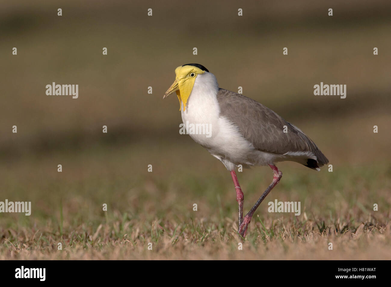 Masked Lapwing (Vanellus miles), Darwin, Australia Stock Photo - Alamy