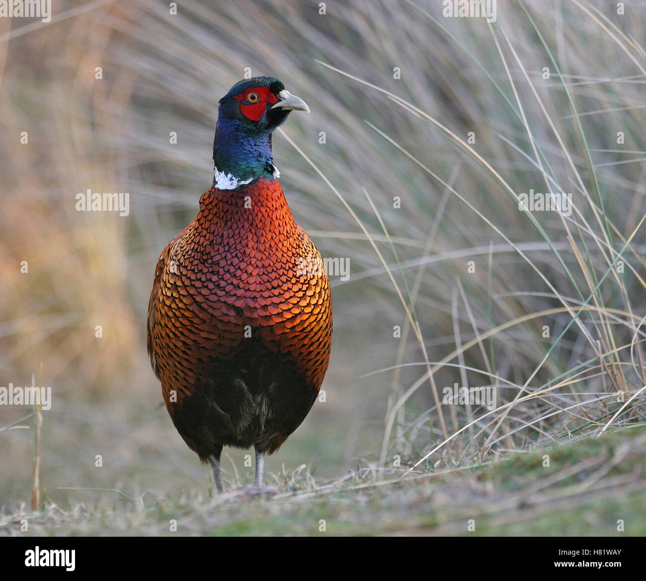 Ring-necked Pheasant (Phasianus colchicus) in dune grass, Terschelling ...