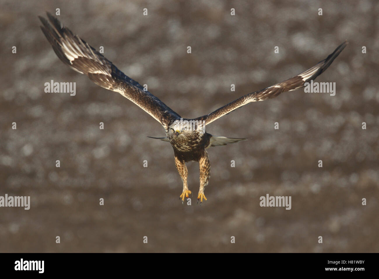 Rough-legged Hawk (Buteo lagopus) hunting for mice, Groningen ...