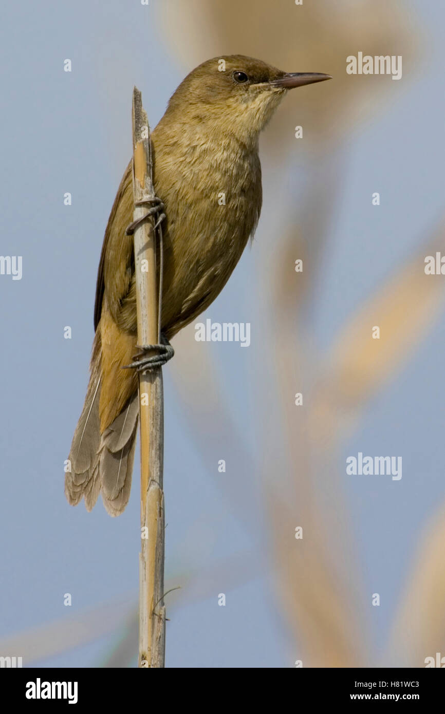 Clamorous Reed-Warbler (Acrocephalus stentoreus), Beit Shean, Israel ...