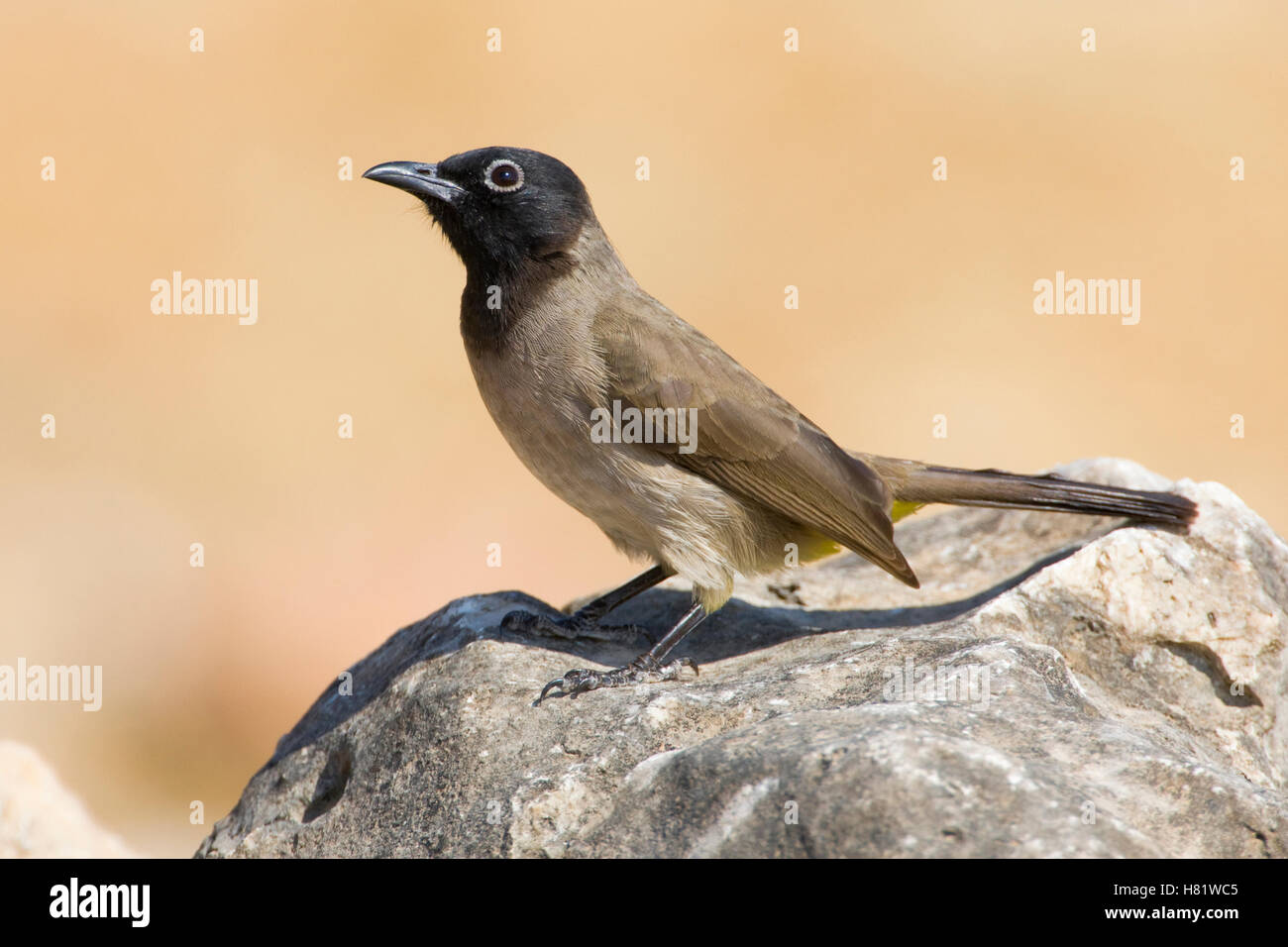 White-spectacled Bulbul (Pycnonotus xanthopygos), Raysut, Oman Stock ...