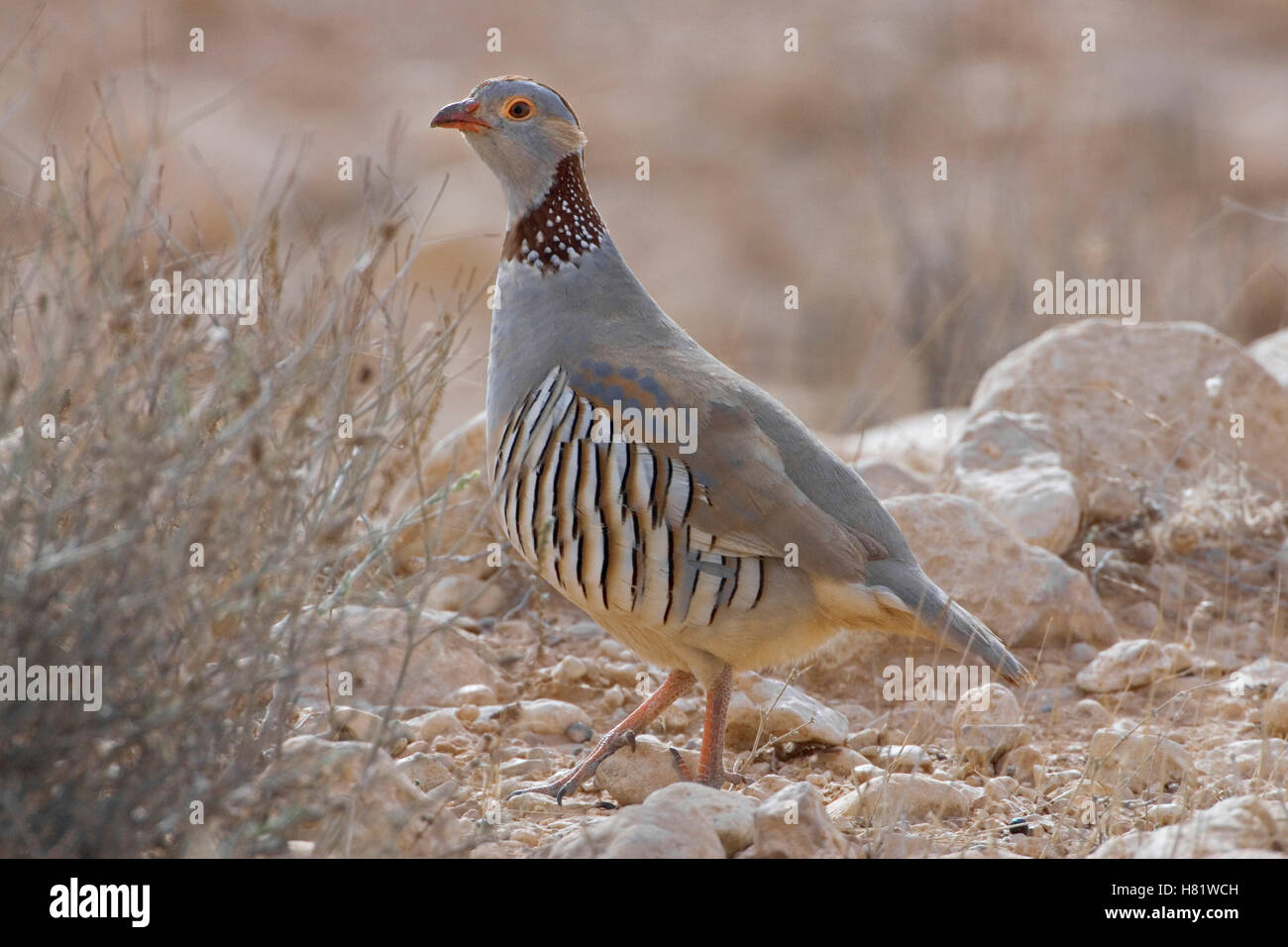 Barbary Partridge (Alectoris barbara), Matmata, Tunisia Stock Photo - Alamy