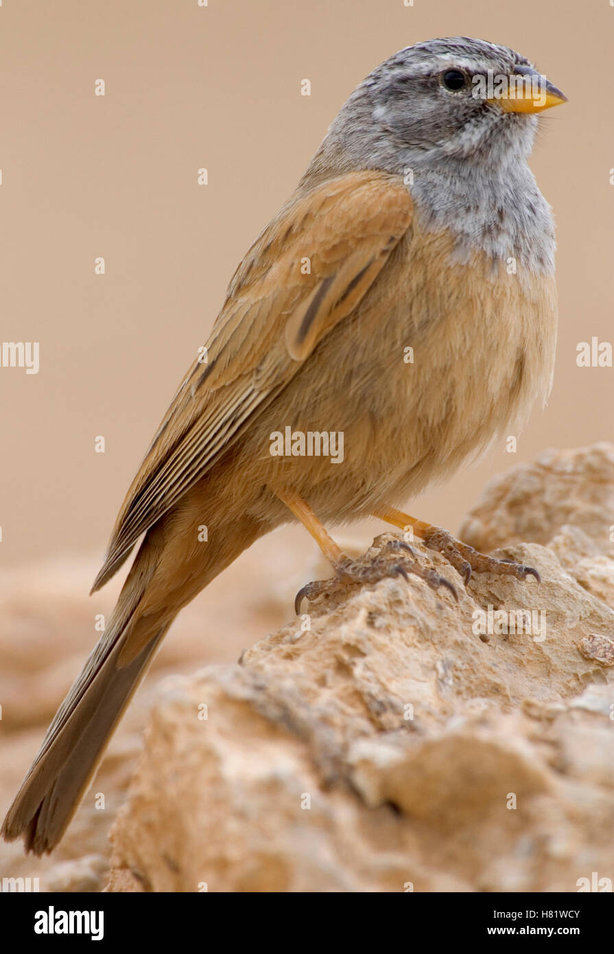 House Bunting (Emberiza striolata), Tamerza, Tunisia Stock Photo - Alamy