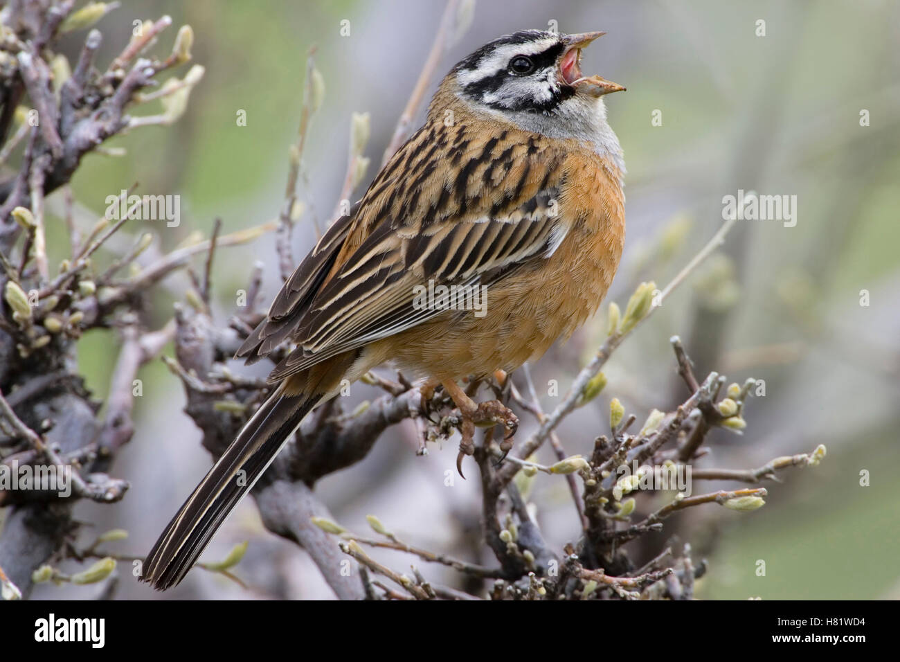 Rock Bunting (Emberiza cia), Mount Hermon, Israel Stock Photo - Alamy