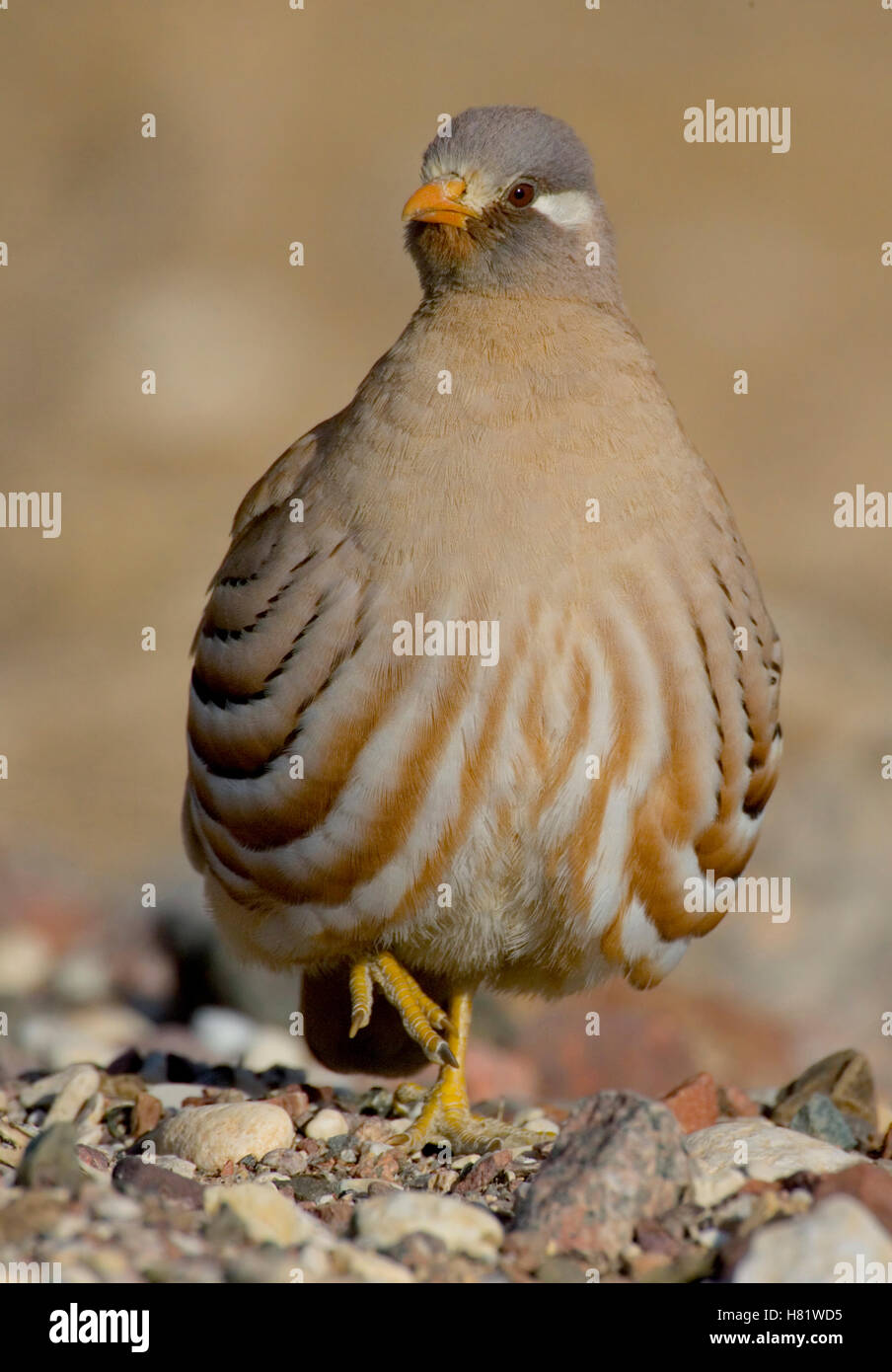 Sand Partridge (Ammoperdix heyi), Eilat, Israel Stock Photo - Alamy