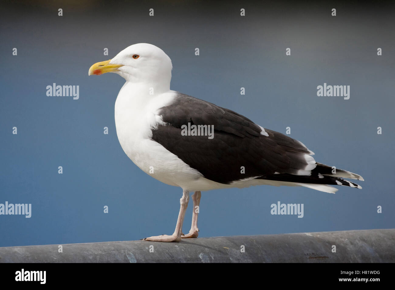 Great Black-backed Gull (Larus marinus), Vardo, Norway Stock Photo - Alamy