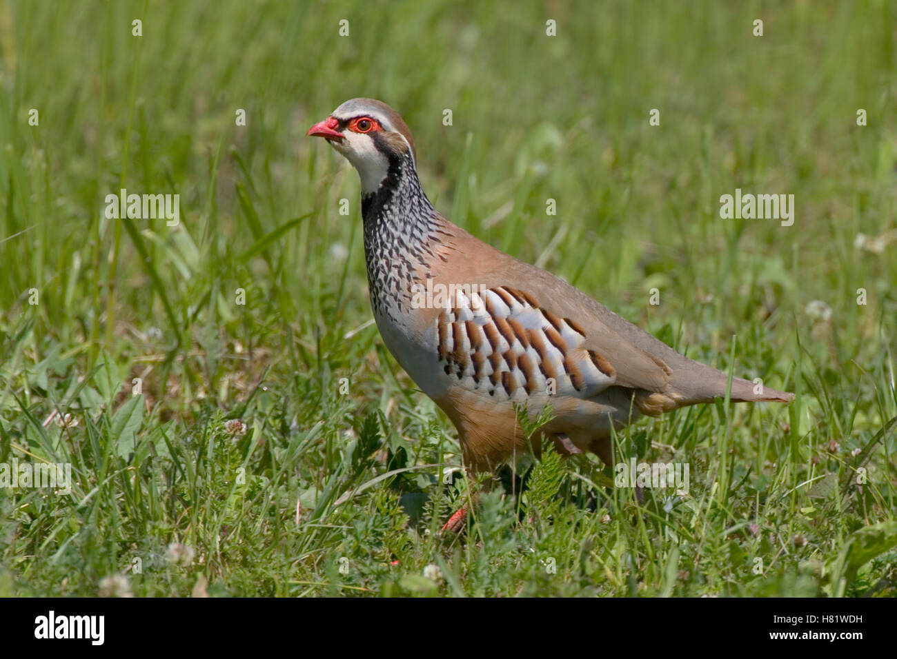 Red-legged Partridge (Alectoris rufa), Florence, Italy Stock Photo - Alamy