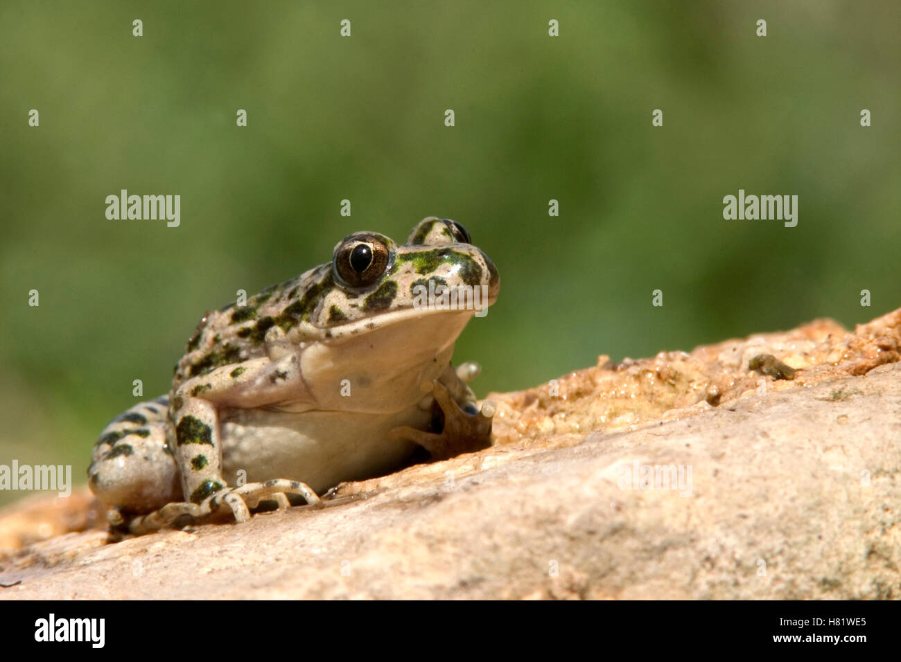 Parsley Frog (Pelodytes punctatus), Orleans, France Stock Photo - Alamy