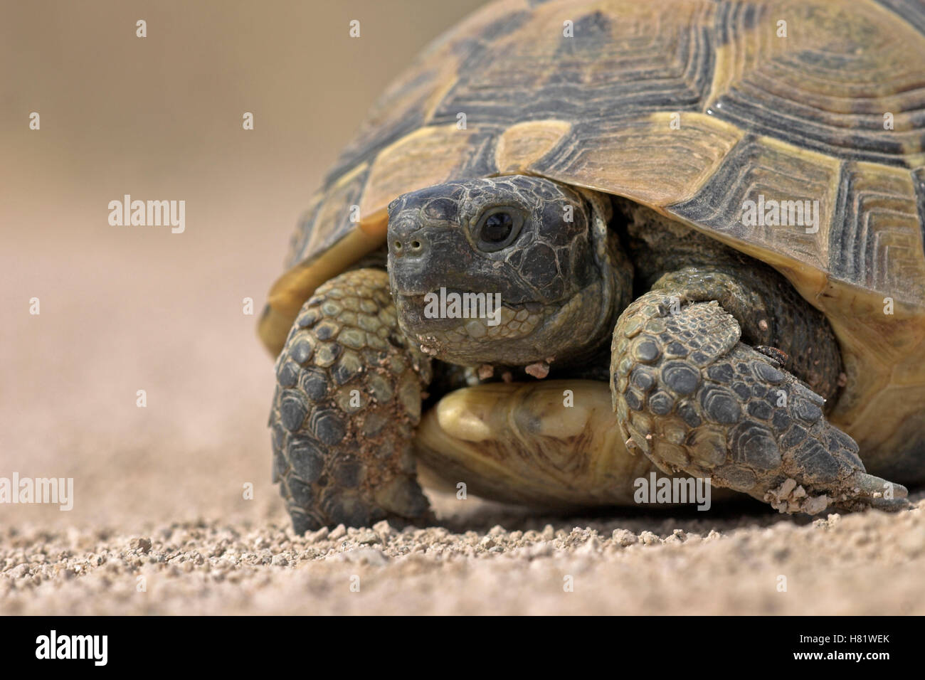 Mediterranean Spur-thighed Tortoise (Testudo graeca), Lesbos, Greece ...