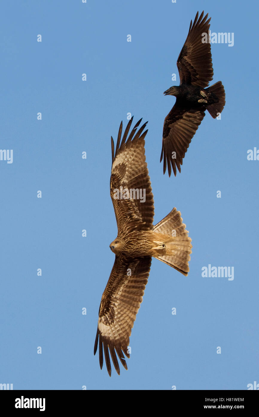 Black Kite (Milvus migrans)and Fan-tailed Raven (Corvus rhipidurus ...