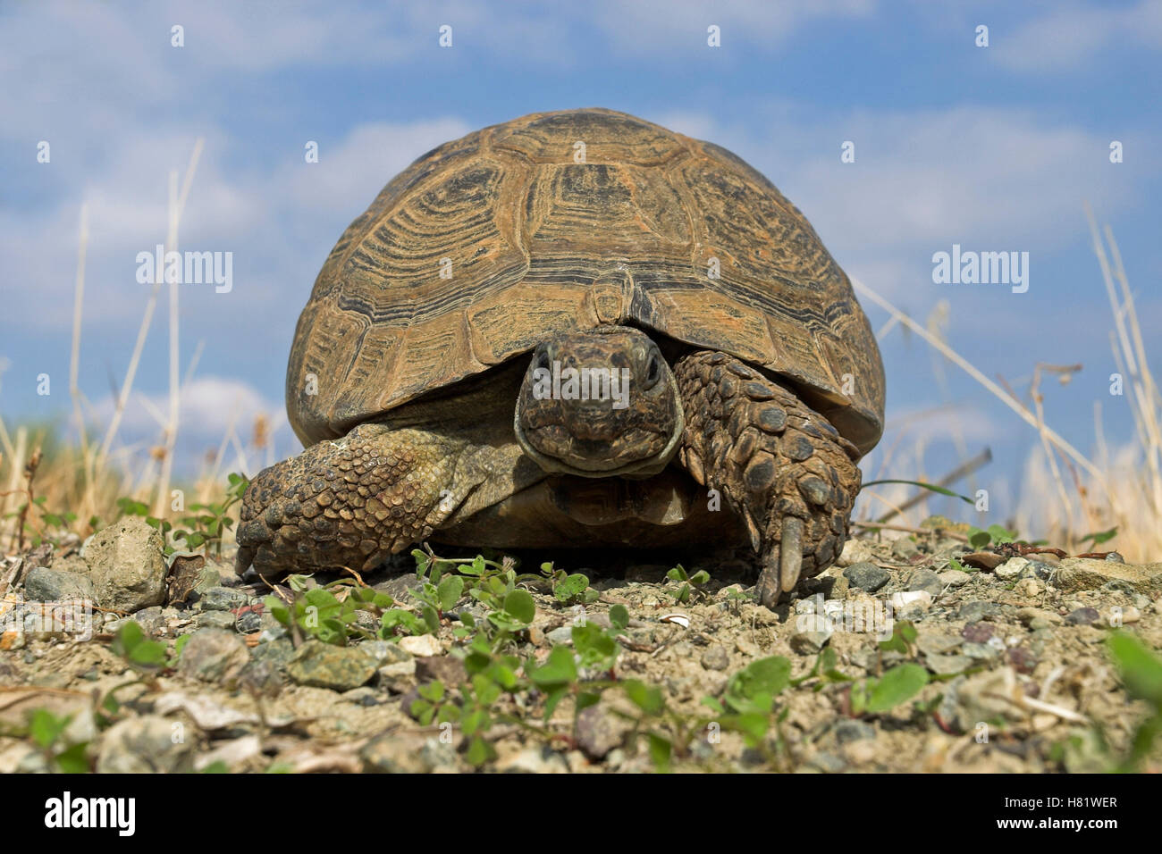 Mediterranean Spur-thighed Tortoise (Testudo graeca), Greece Stock ...