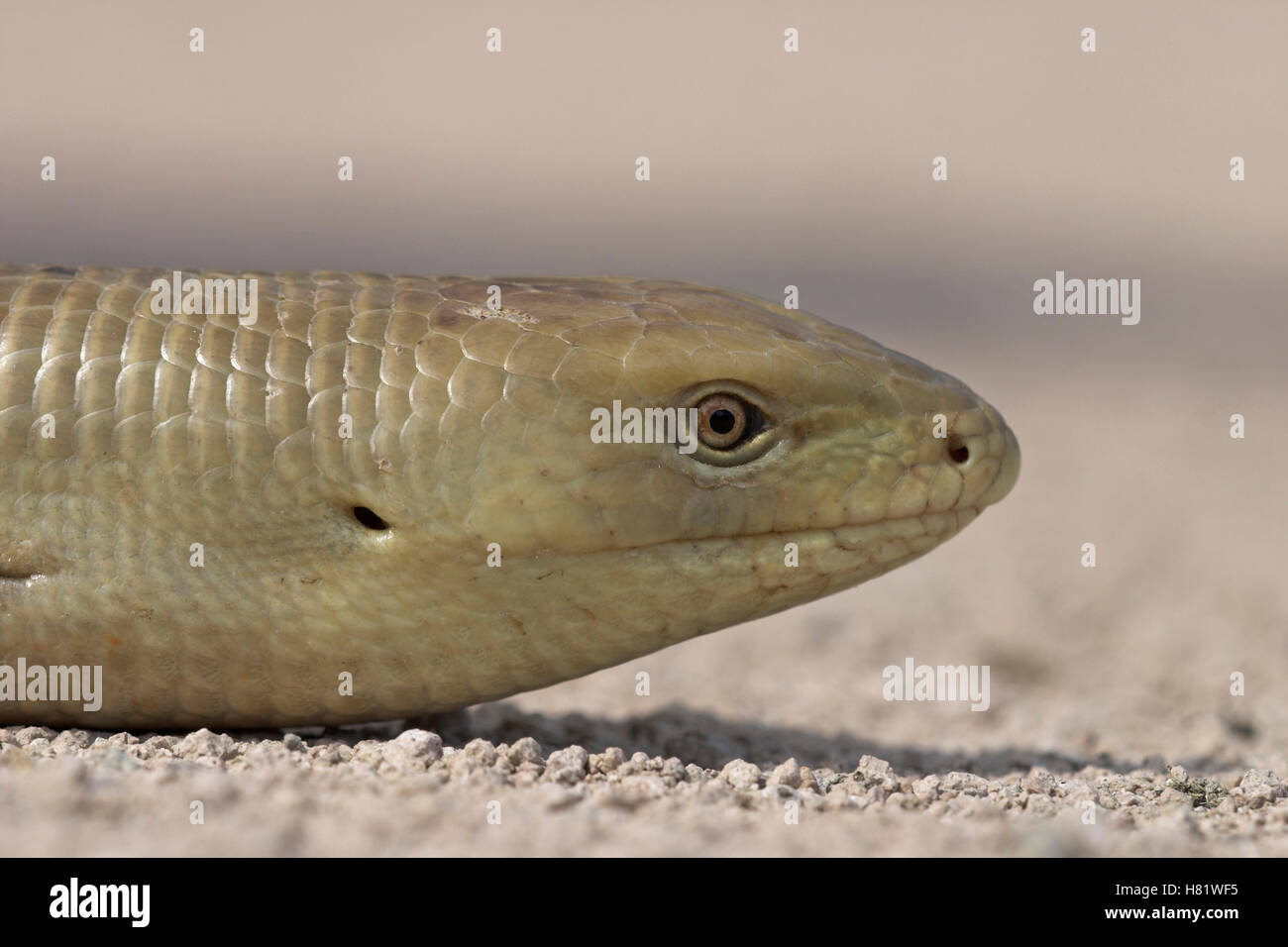 European Glass Lizard (Ophisaurus apodus), Lesbos, Greece Stock Photo ...