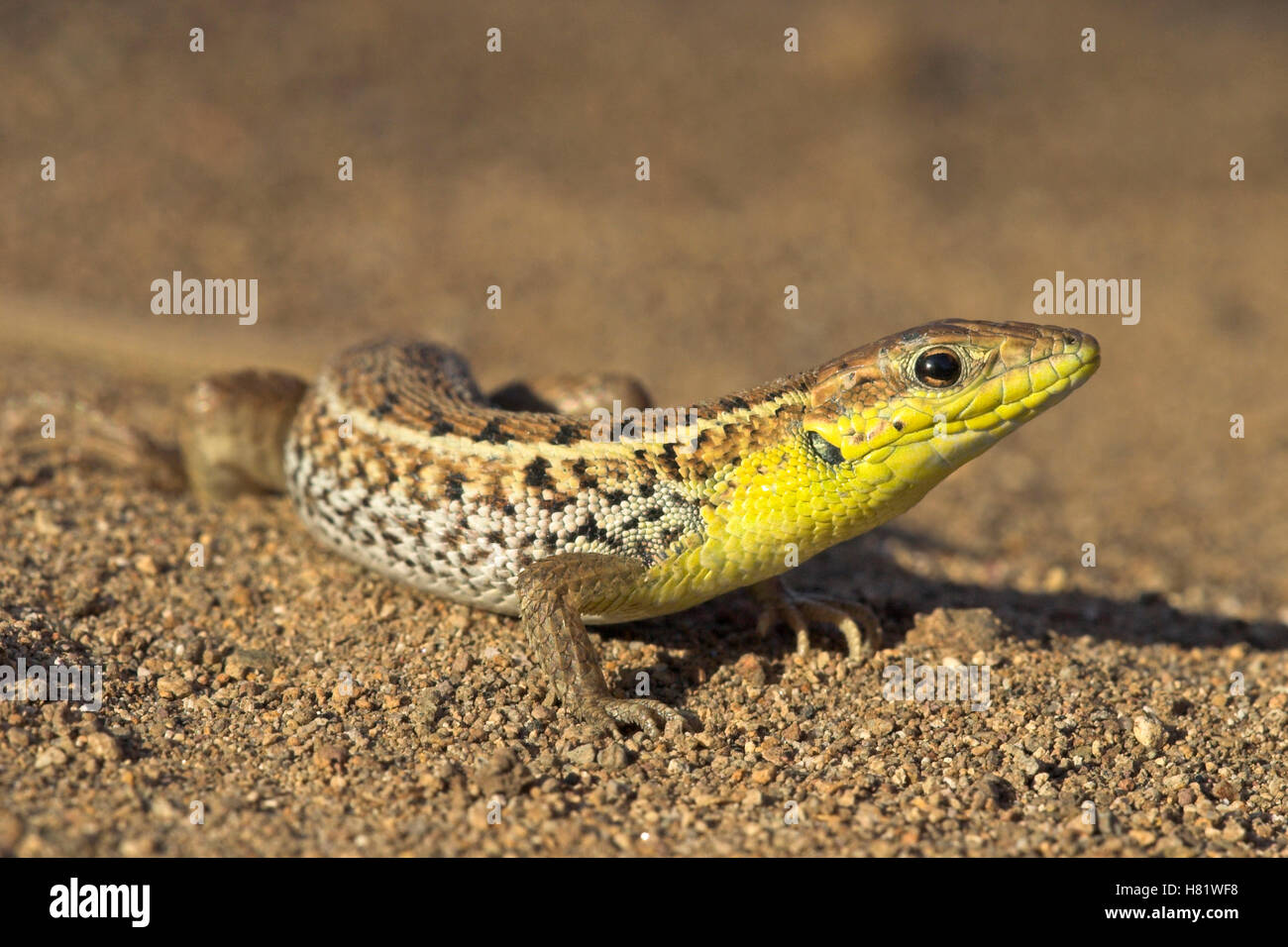 Snake-eyed Lizard (Ophisops elegans) on sand, Lesbos, Greece Stock ...