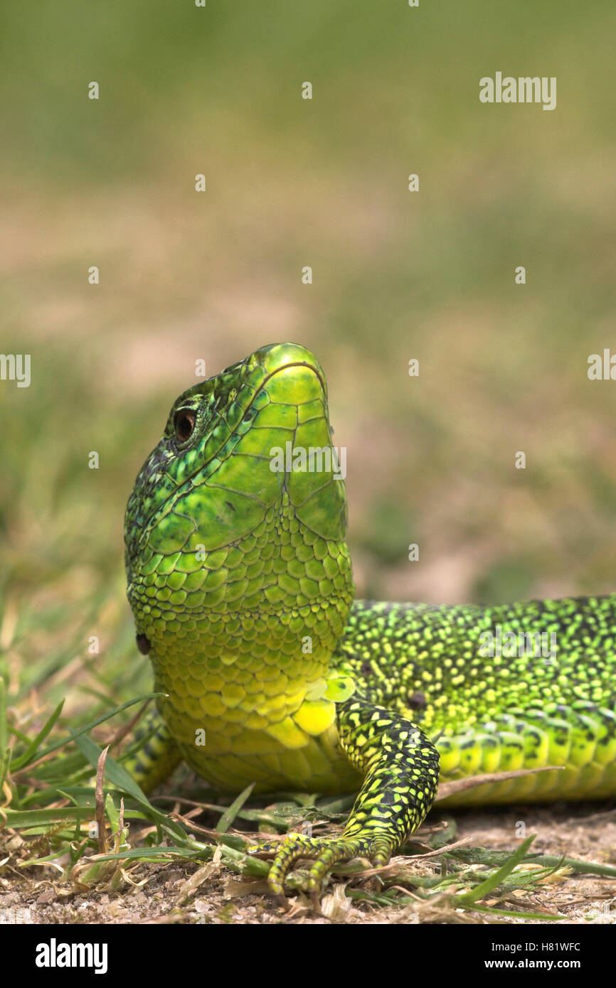 Western Green Lizard (Lacerta bilineata), Brenne, France Stock Photo ...