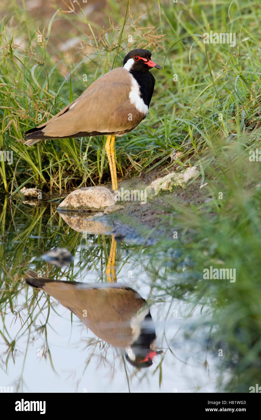Red-wattled Lapwing (Vanellus indicus), Sohar, Oman Stock Photo - Alamy