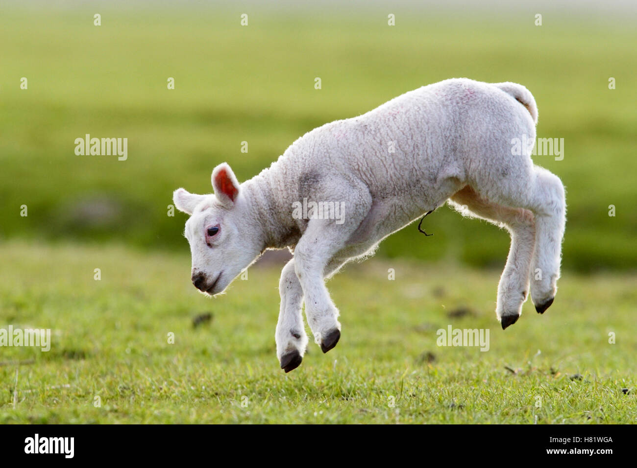 Domestic Sheep (Ovis aries) lamb jumping in pasture, Wieringerwaard ...