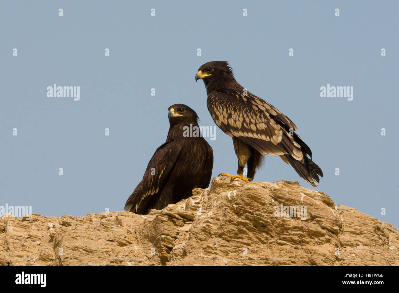 Greater Spotted Eagle (Aquila clanga) pair, Muscat, Oman Stock Photo ...