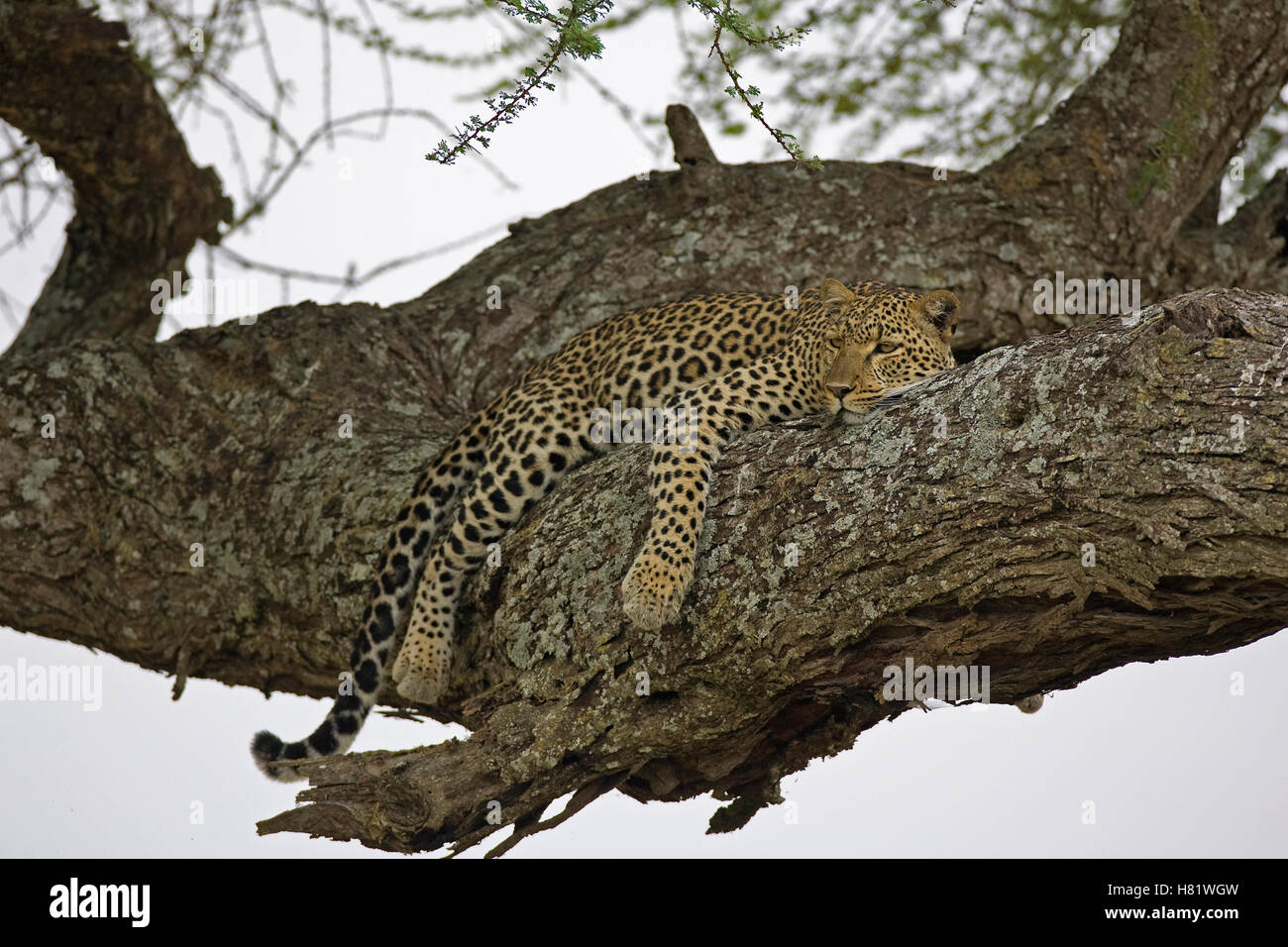 Leopard (Panthera pardus) lying in a tree, Lake Manyara, Tanzania Stock ...