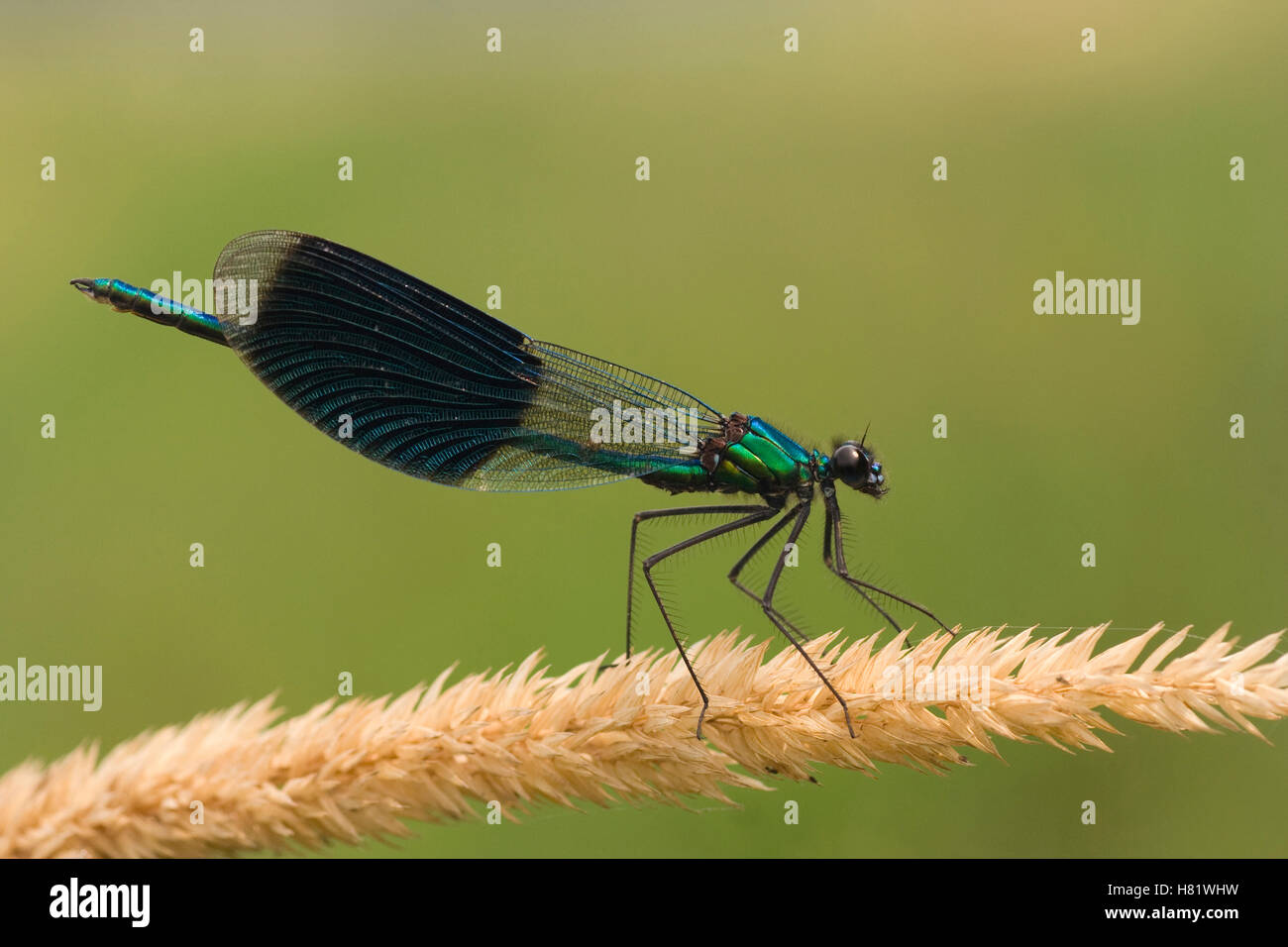 Banded Demoiselle (Calopteryx splendens) resting, Neede, Netherlands ...