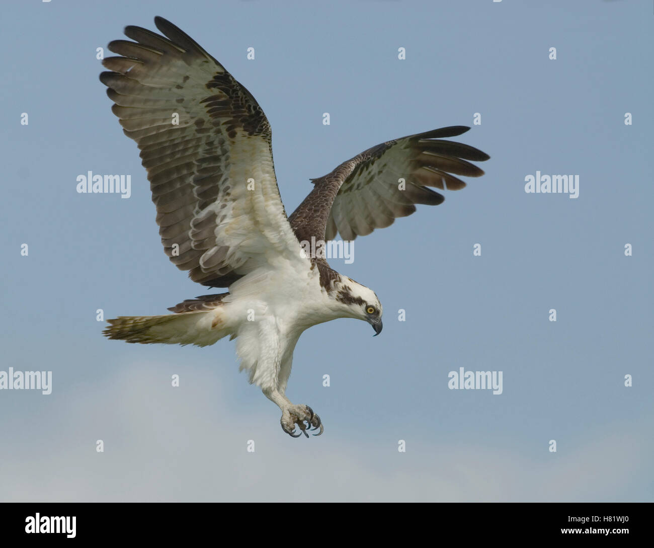 Osprey Pandion Haliaetus Flying With Outstretched Talons Everglades