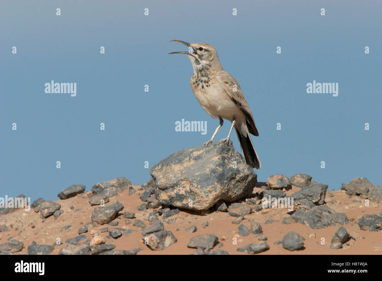 Greater Hoopoe-Lark (Alaemon alaudipes) singing, Erfoud, Morocco Stock ...