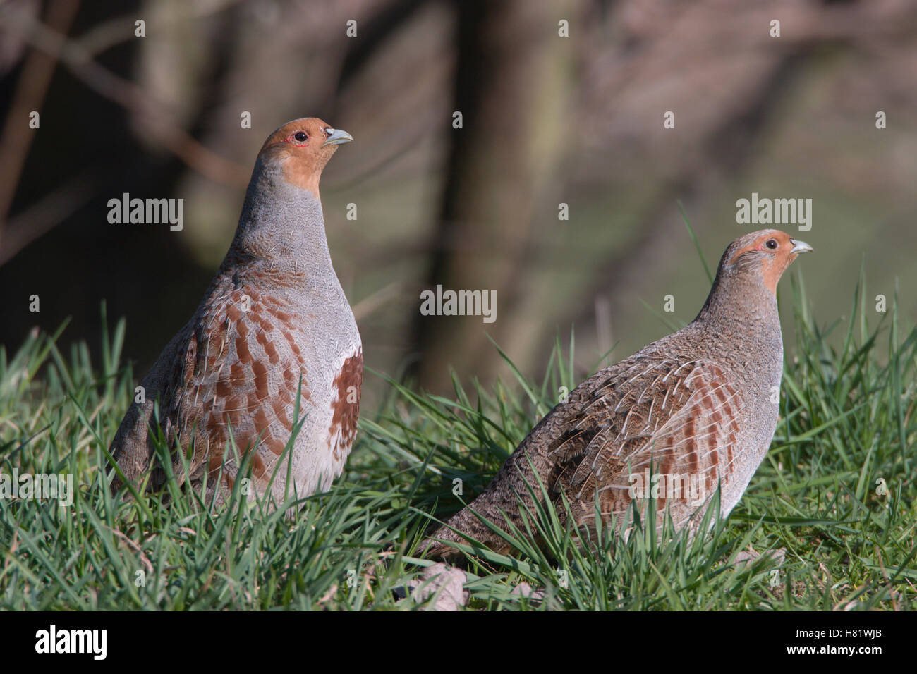 European Partridge (Perdix perdix) in grassland, Stevensweert ...