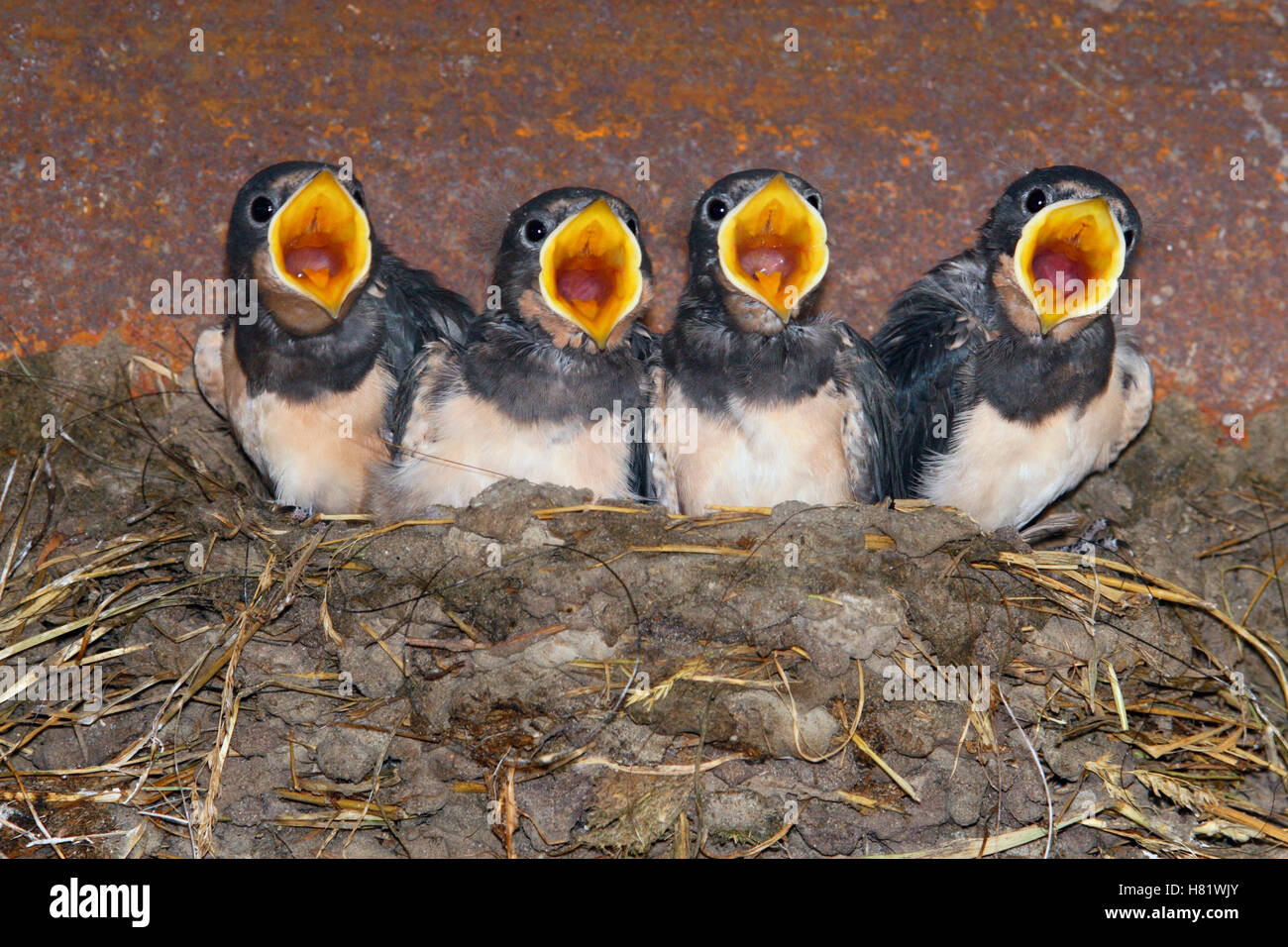 Barn Swallow (Hirundo rustica) chicks begging at nest, Bergen, Netherlands Stock Photo - Alamy