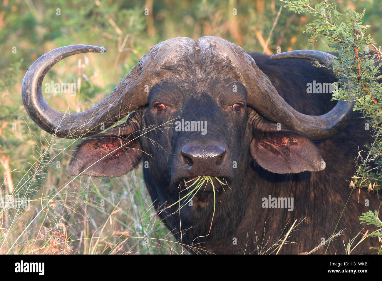 Cape Buffalo (Syncerus caffer) feeding, Hluhluwe-iMfolozi Park, South ...