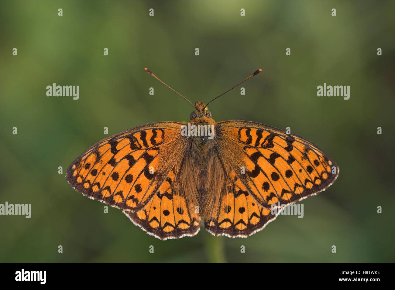 Niobe Fritillary (Argynnis niobe) butterfly, Salvan, Switzerland Stock ...