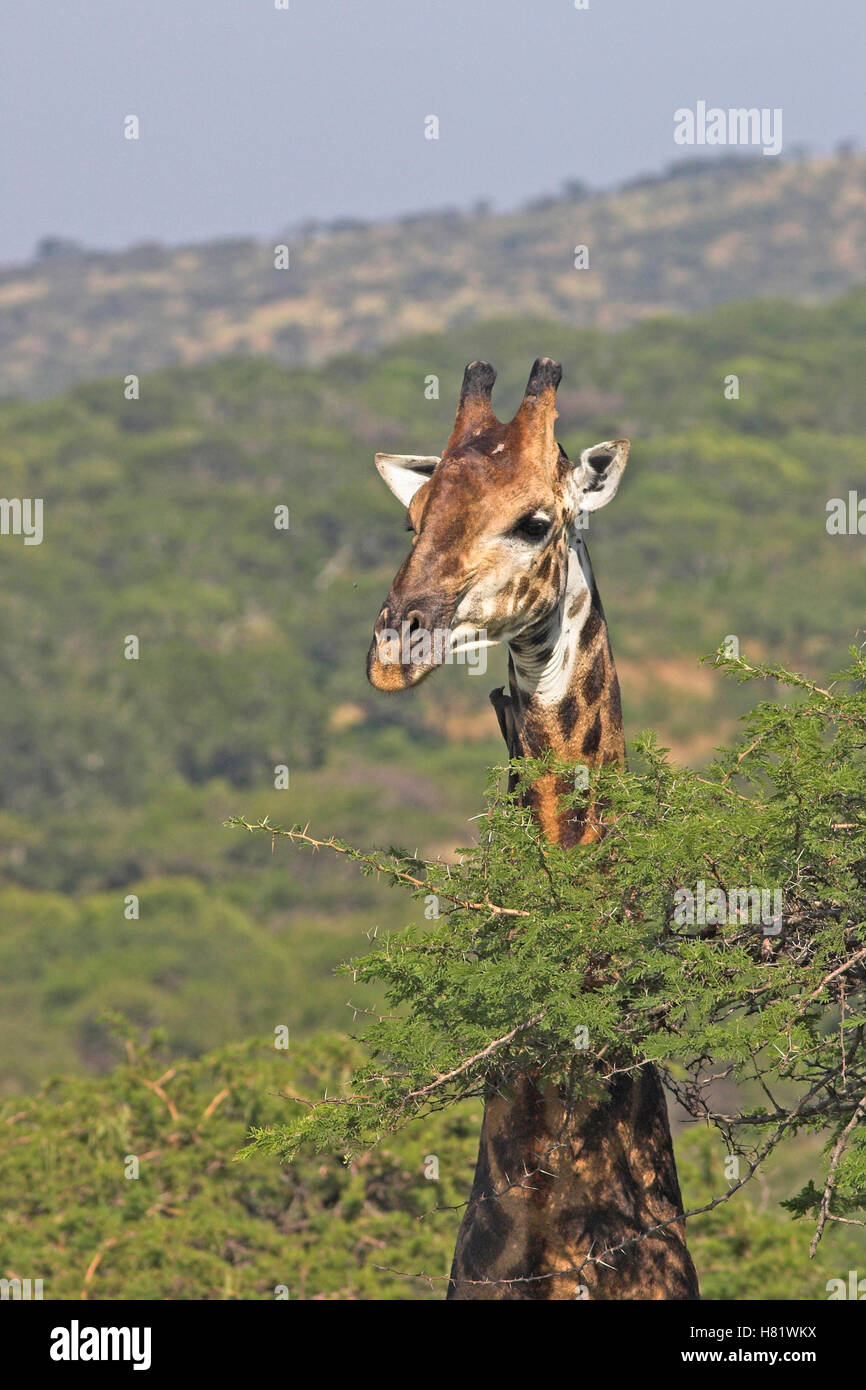 South African Giraffe (Giraffa camelopardalis giraffa), Hluhluwe ...