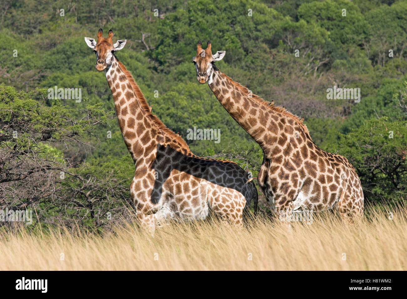 South African Giraffe (Giraffa camelopardalis giraffa) pair in tall ...