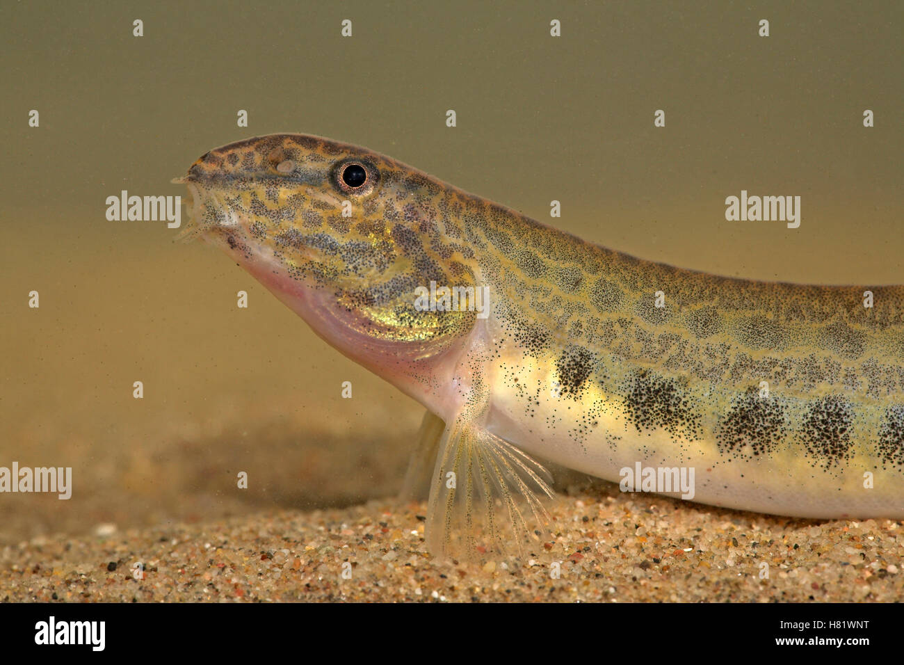Loach (Cobitis taenia) on sand, Netherlands Stock Photo - Alamy