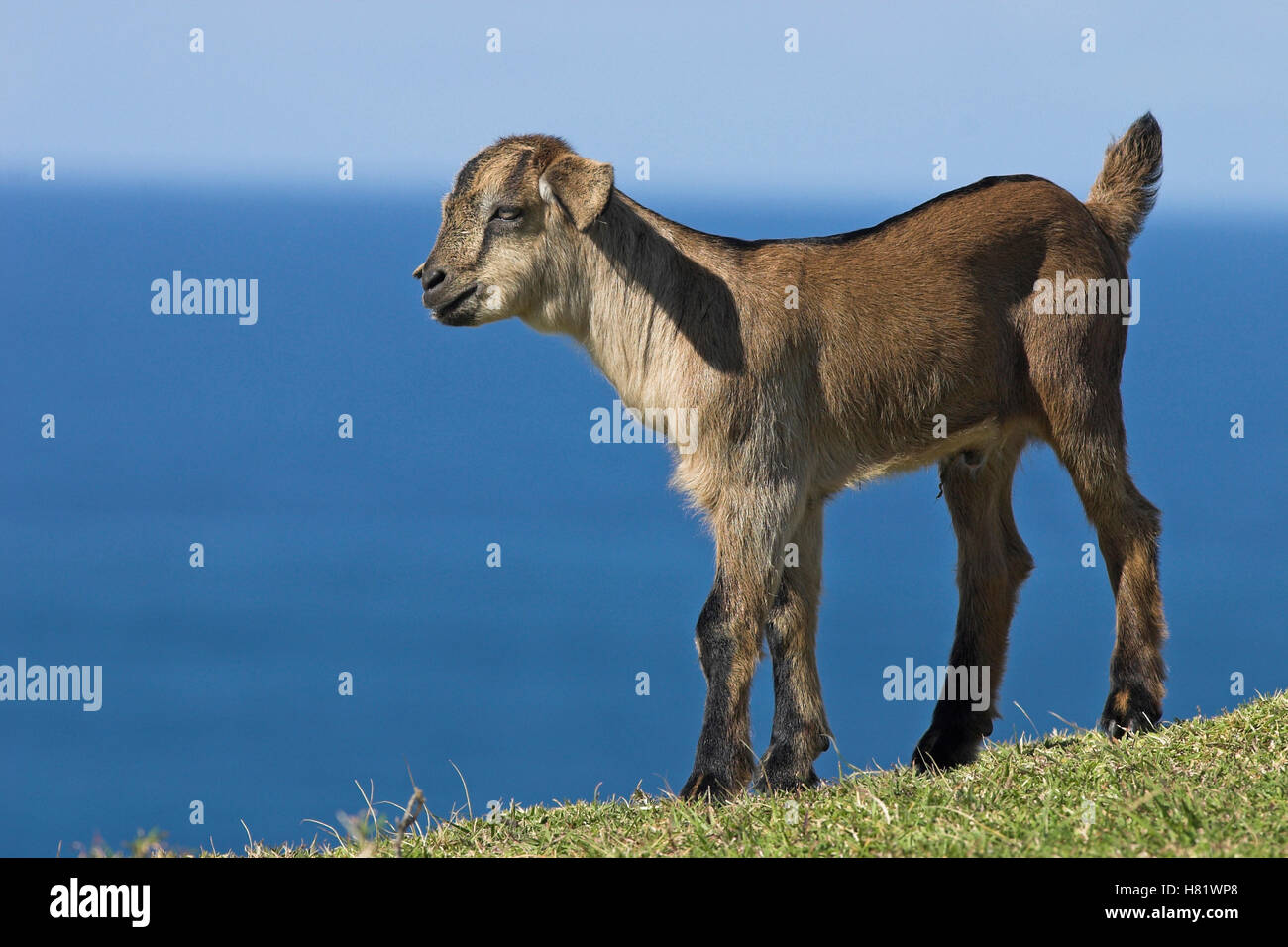 Domestic Goat (Capra hircus), Wild Coast Region, South Africa Stock ...