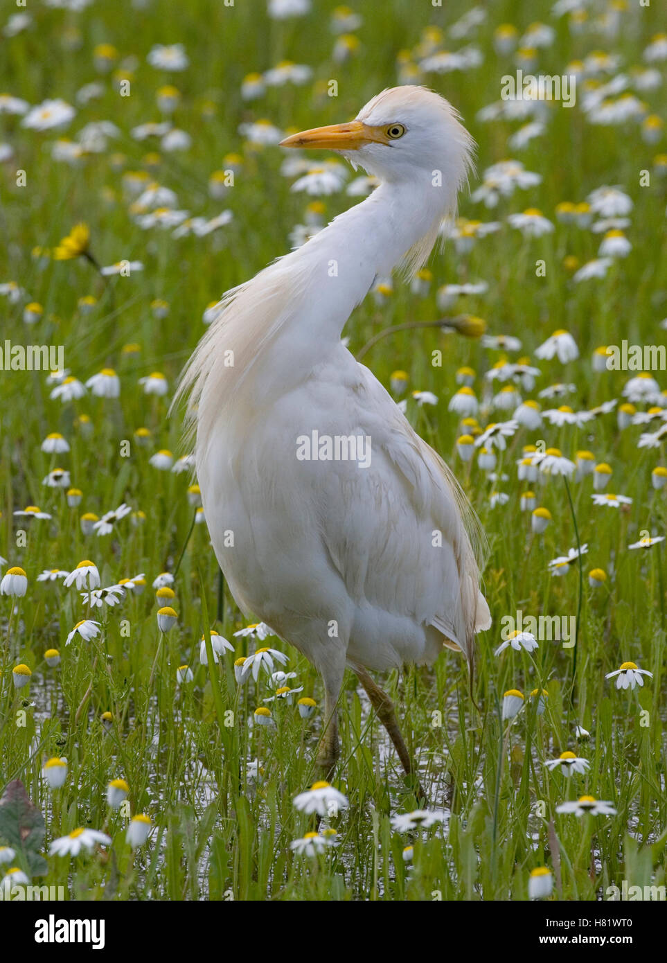 Cattle Egret (Bubulcus ibis), Ben Slimane, Morocco Stock Photo - Alamy
